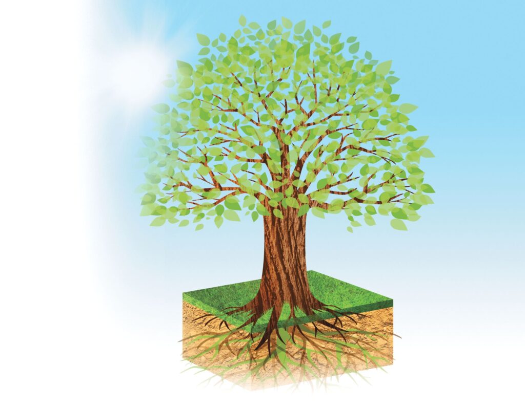 Career Tree - TFS Results